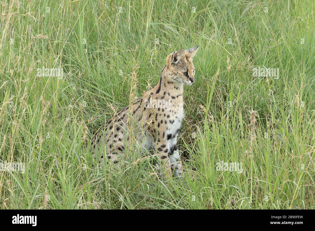 The serval is a wild cat native to Africa. It is rare in North Africa ...