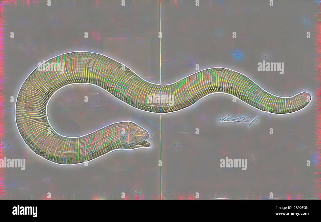 White bellied worm lizard hi-res stock photography and images - Alamy