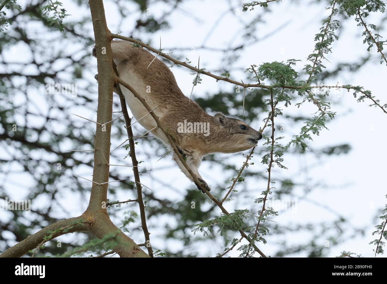 The rock hyrax, also called Cape hyrax, rock rabbit, and coney, is a ...