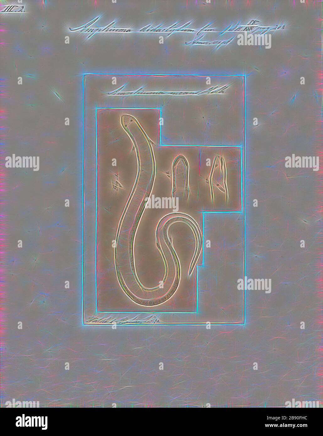 Amphiuma didactylum, Print, Amphiuma is a genus of aquatic salamanders ...