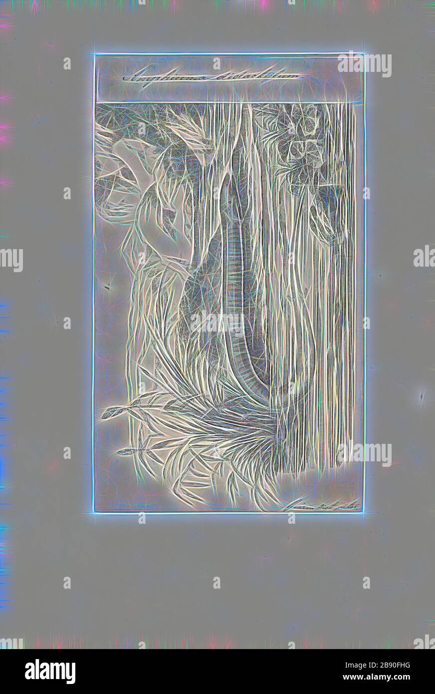 Amphiuma didactylum hi-res stock photography and images - Alamy