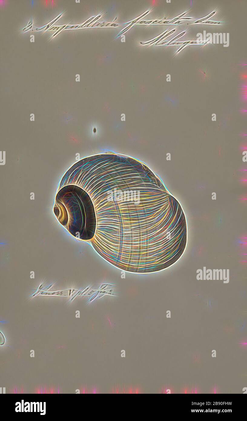 Ampullariidae hi-res stock photography and images - Alamy