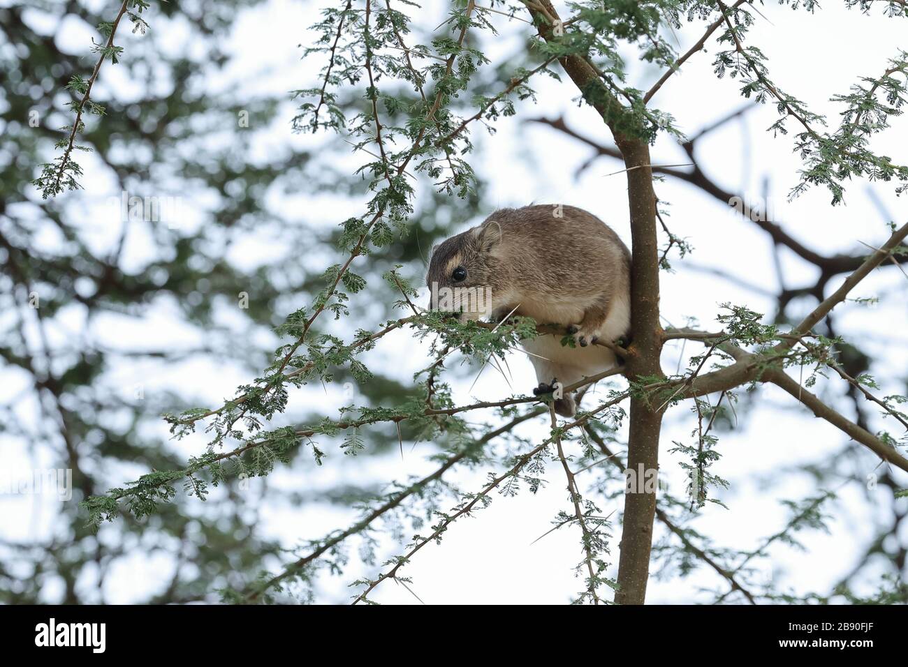 The rock hyrax, also called Cape hyrax, rock rabbit, and coney, is a ...
