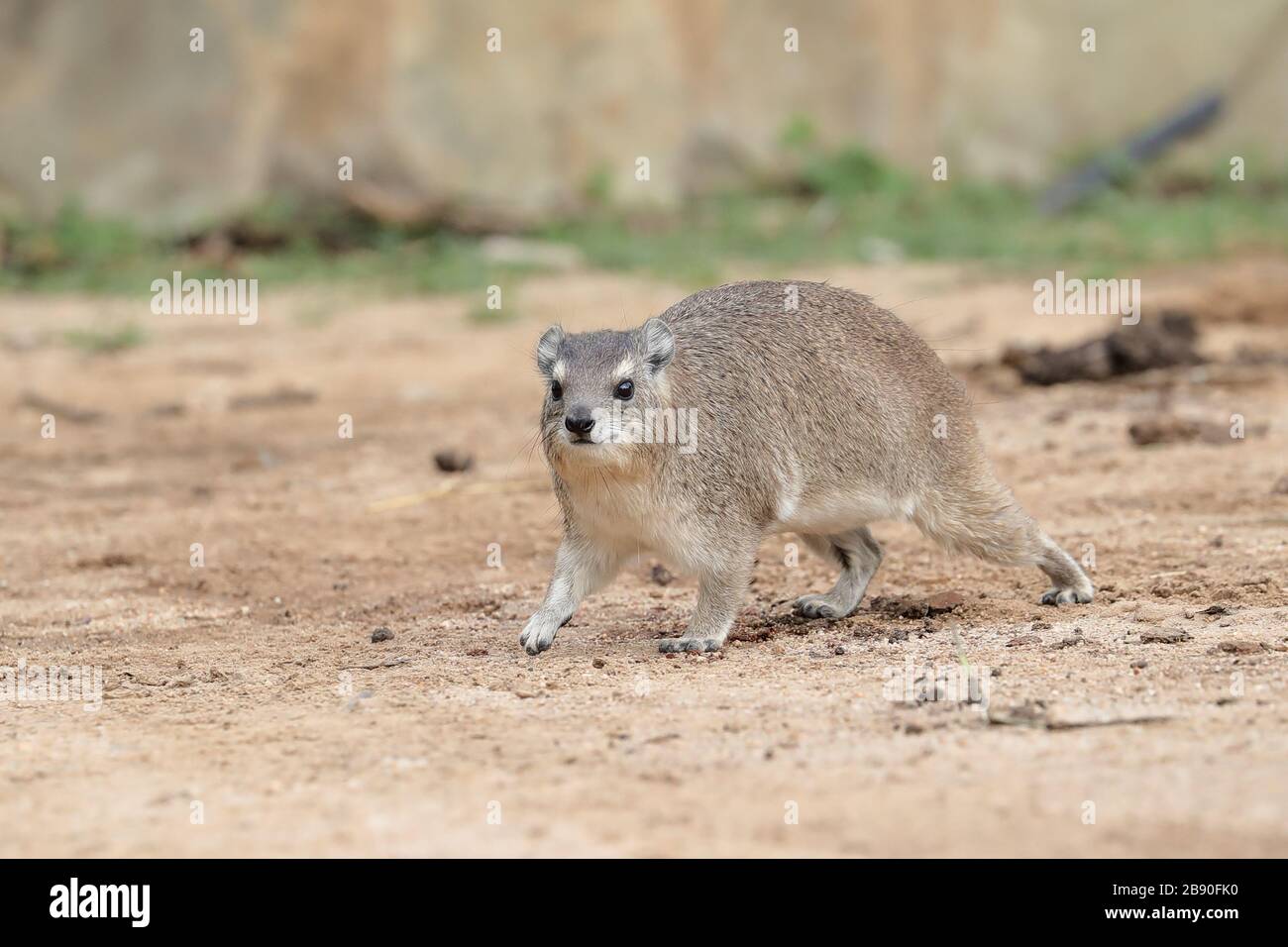 The rock hyrax, also called Cape hyrax, rock rabbit, and coney, is a ...