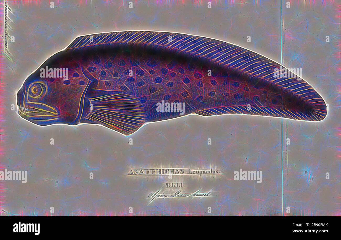 Anarhichas lupus atlantic catfish hi-res stock photography and images ...