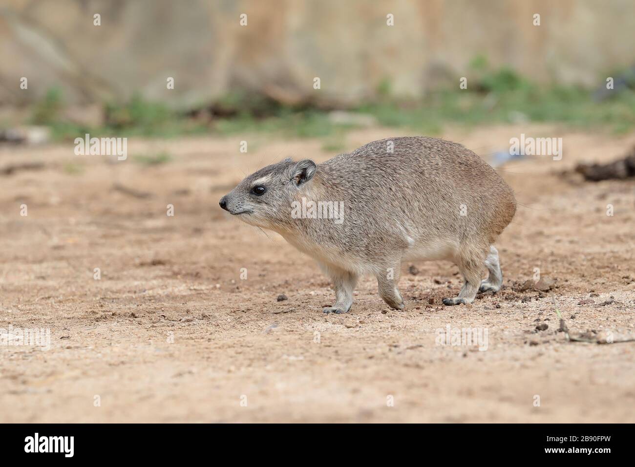 Terrestrial mammal hi-res stock photography and images - Alamy
