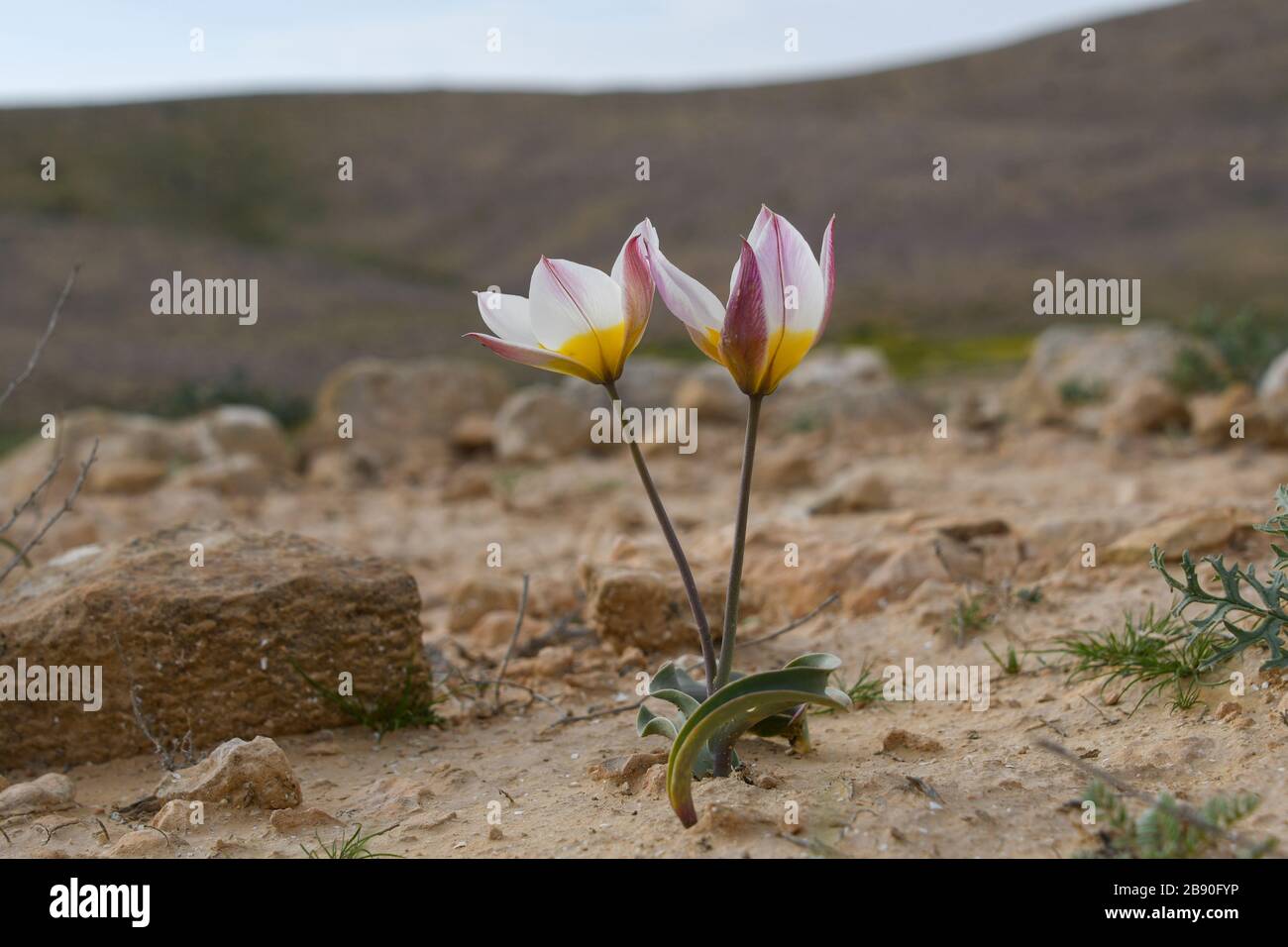 The polychrome tulip (Tulipa polychroma Stapf) is of flowering plant in ...