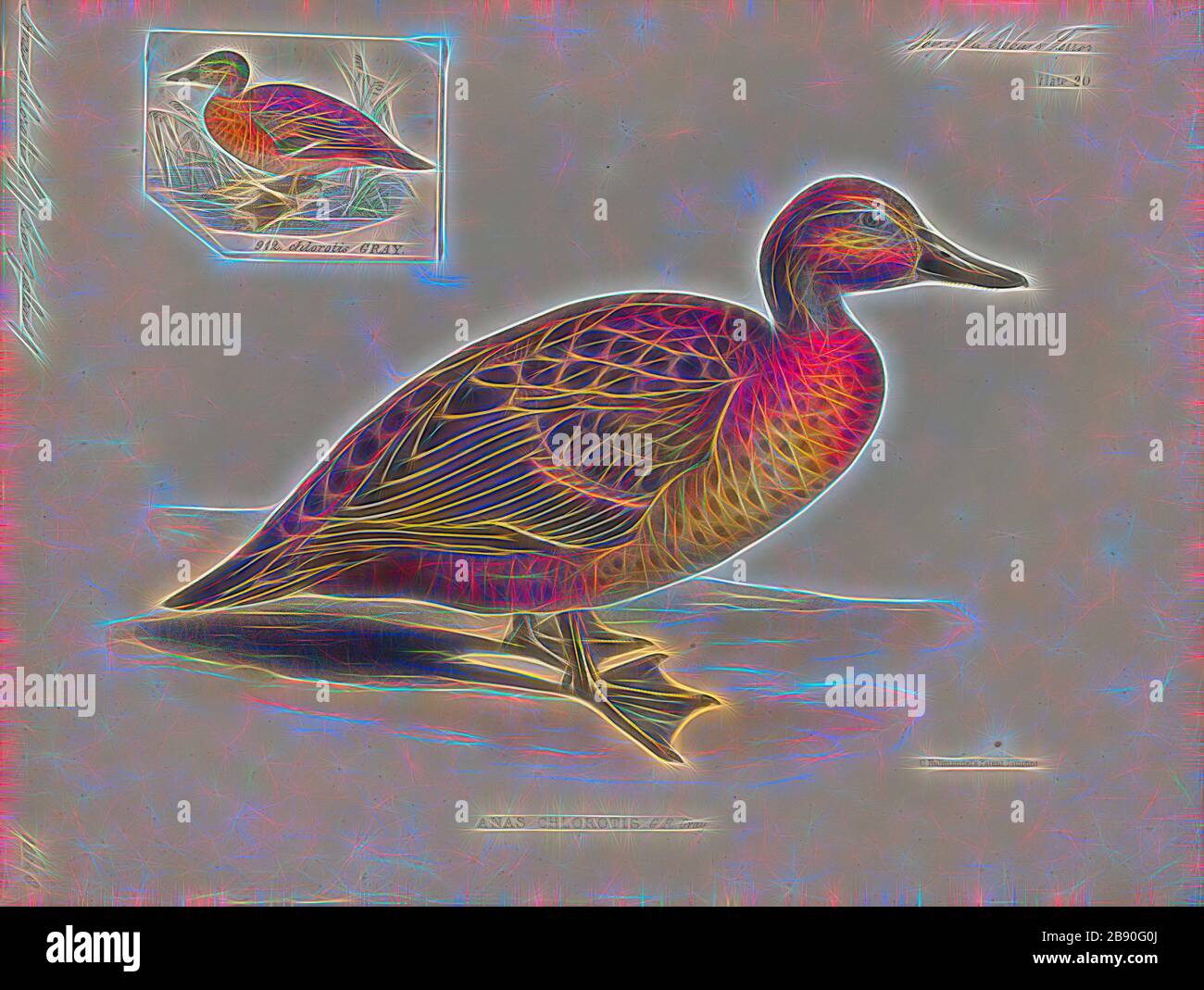 Auckland island flightless duck hi-res stock photography and images - Alamy