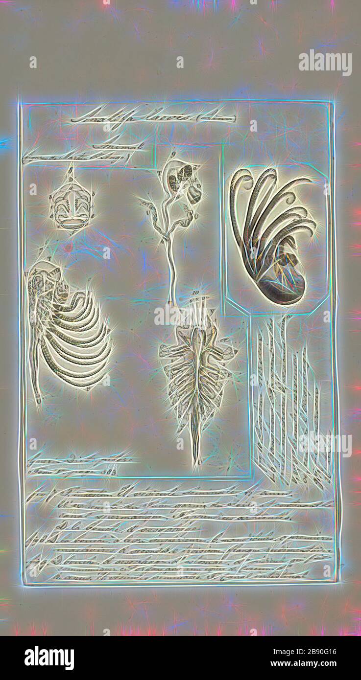 Anatifa laevis, Print, Pelagic gooseneck barnacle, Lepas anatifera ...