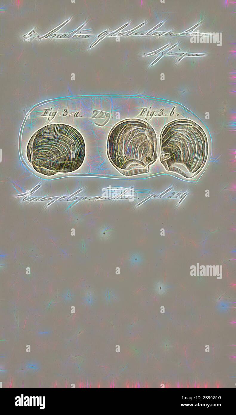 Anatina globulosa, Print, Anatina is a genus of saltwater clams, marine ...