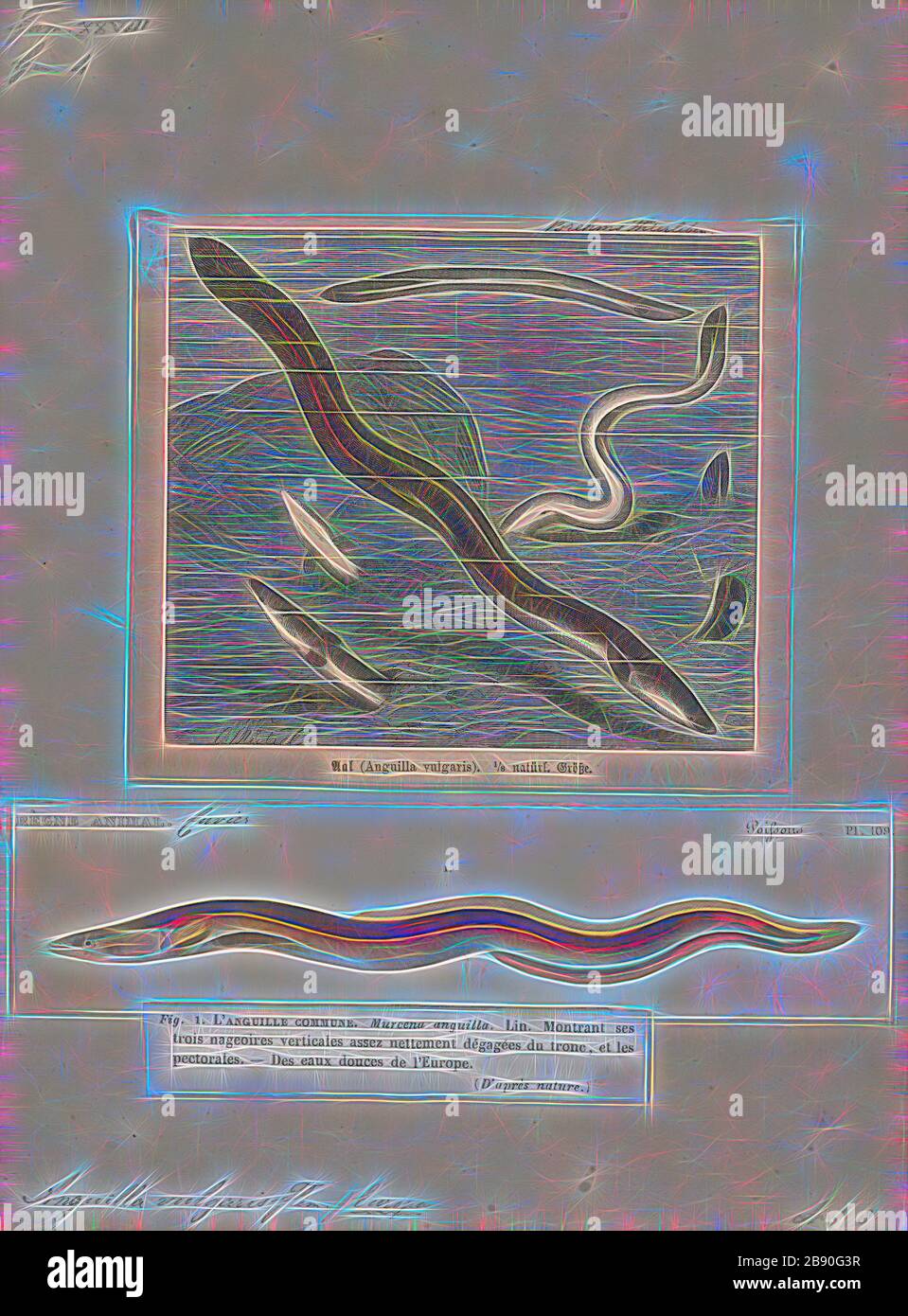 Anguilla vulgaris hi-res stock photography and images - Alamy