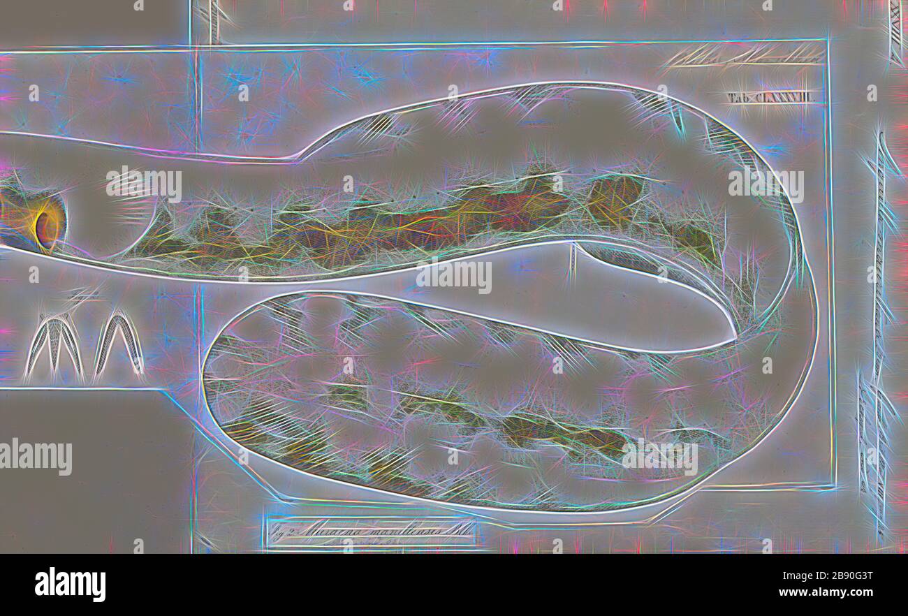 Anguilla mauritiana, Print, The mottled eel (Anguilla bengalensis ...