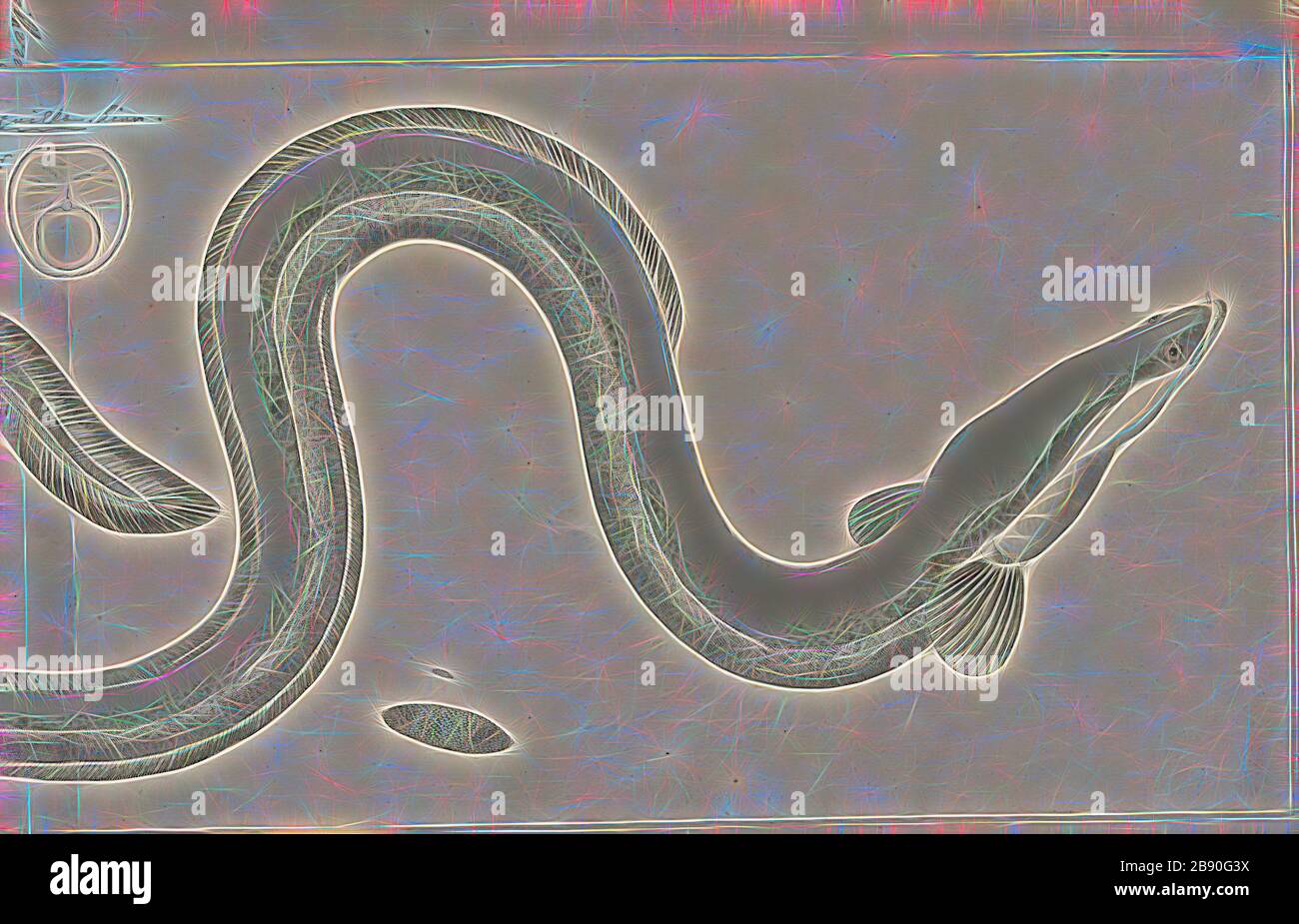 Anguilla vulgaris hi-res stock photography and images - Alamy