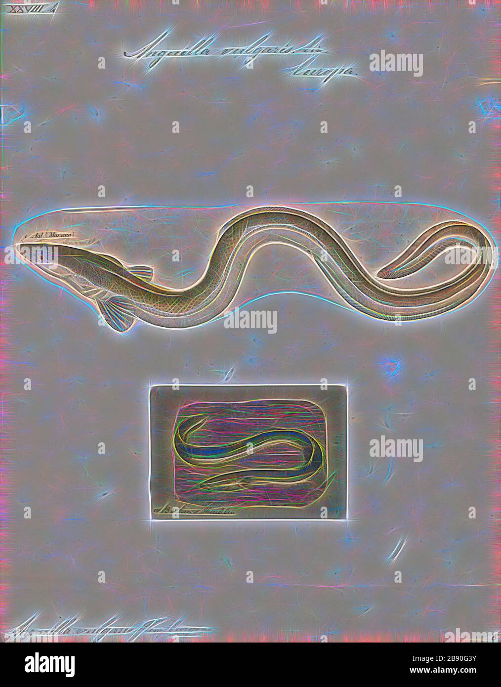 Anguilla vulgaris hi-res stock photography and images - Alamy