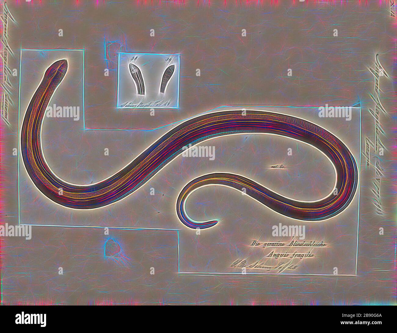 Common blindsnake hi-res stock photography and images - Alamy