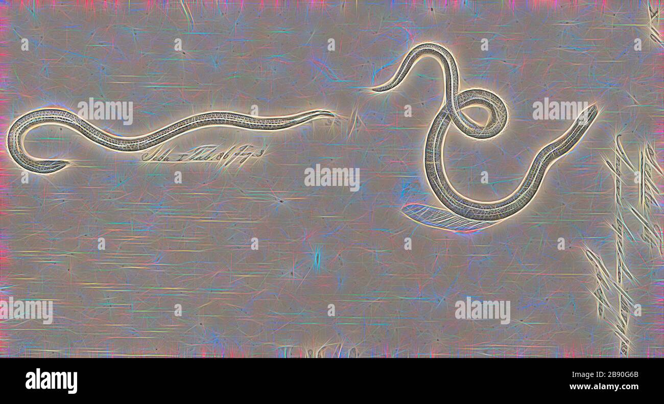 Anguis bipes, Print, Slowworms (also called blindworms) are a small ...