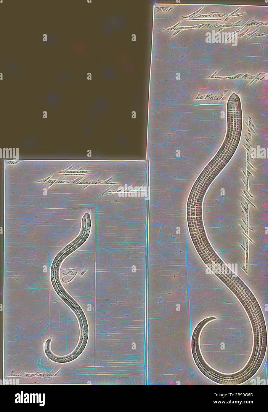 Anguis meleagris, Print, Slowworms (also called blindworms) are a small ...