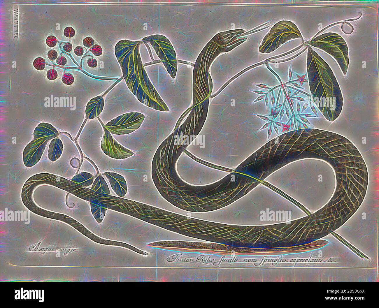 Anguis niger, Print, Slowworms (also called blindworms) are a small ...