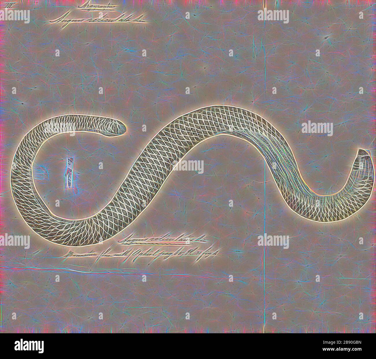 Anguis reticulata, Print, Slowworms (also called blindworms) are a ...