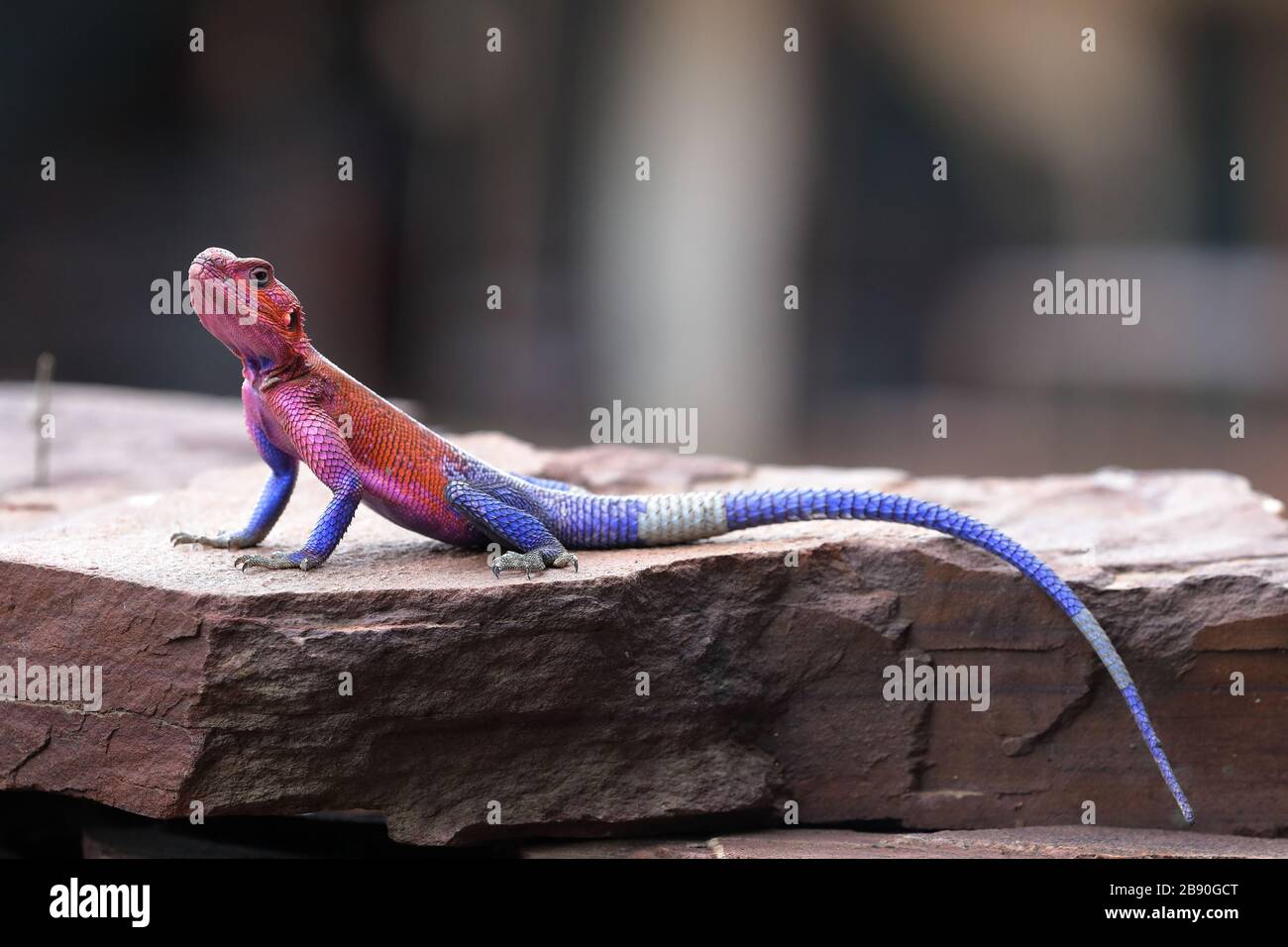 The common agama, red-headed rock agama, or rainbow agama is a species ...