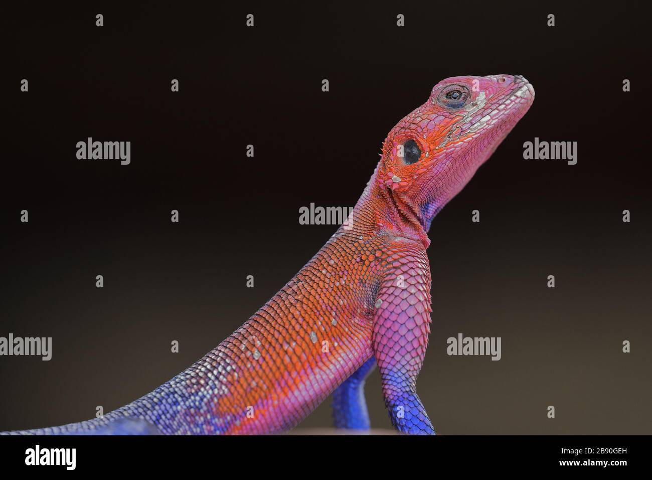 East African Rainbow Agama Lizard Male Photograph By Caroleanne Fooks