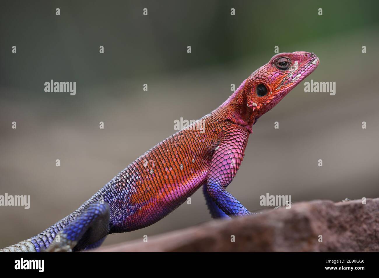 Rainbow agama hi-res stock photography and images - Alamy
