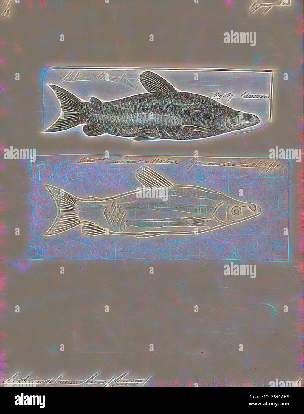 Anostomus salmoneus hi-res stock photography and images - Alamy