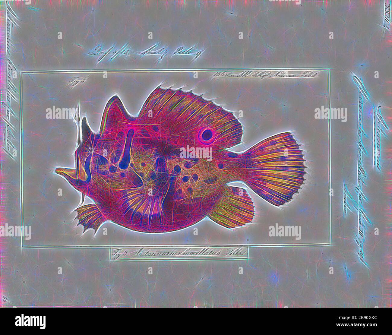 Antennarius biocellatus hi-res stock photography and images - Alamy