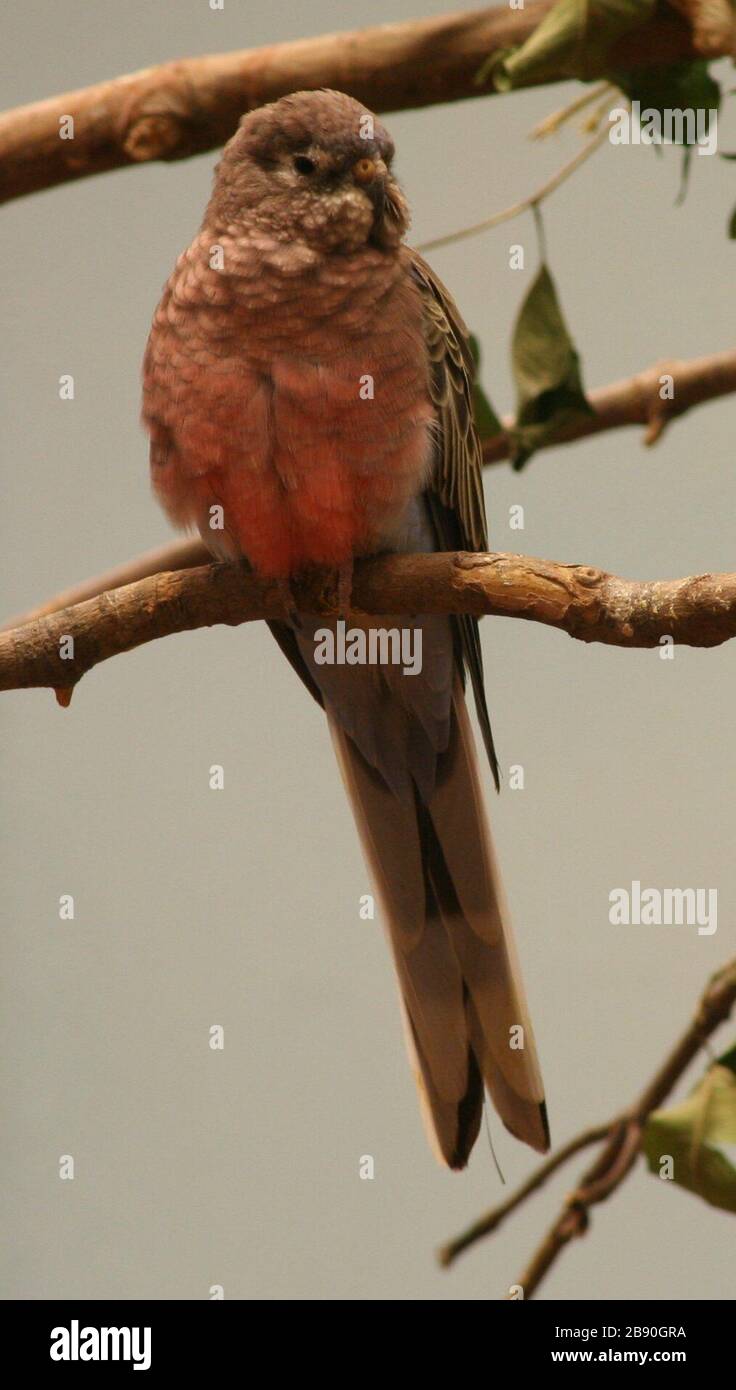 Bourkes parrot hi-res stock photography and images - Alamy