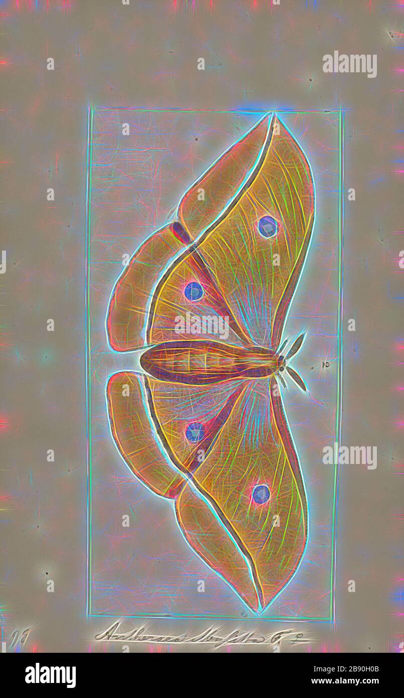 Antheraea, Print, Antheraea is a moth genus belonging to the family ...