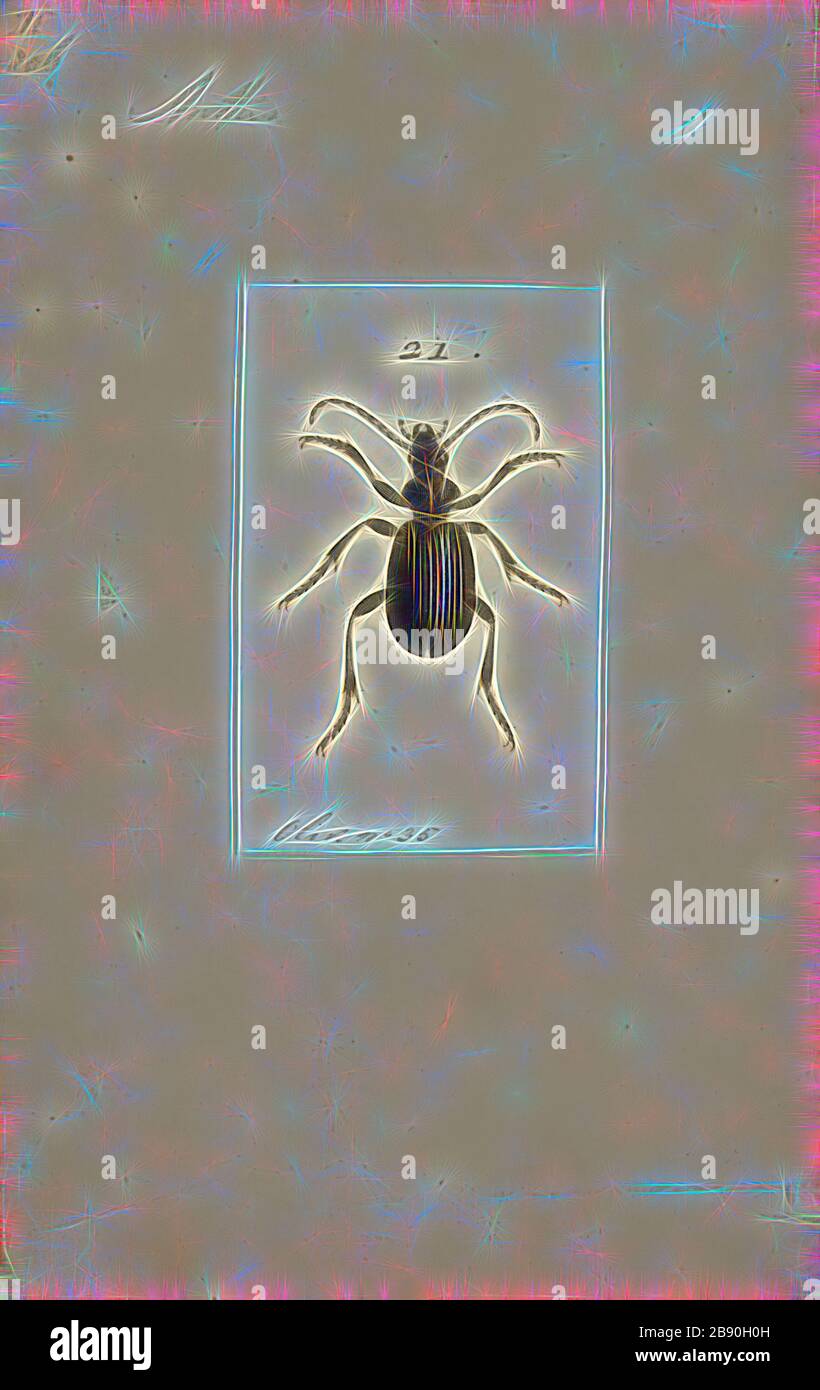 Anthia, Print, Anthia (common name Saber-toothed ground beetles) is a ...