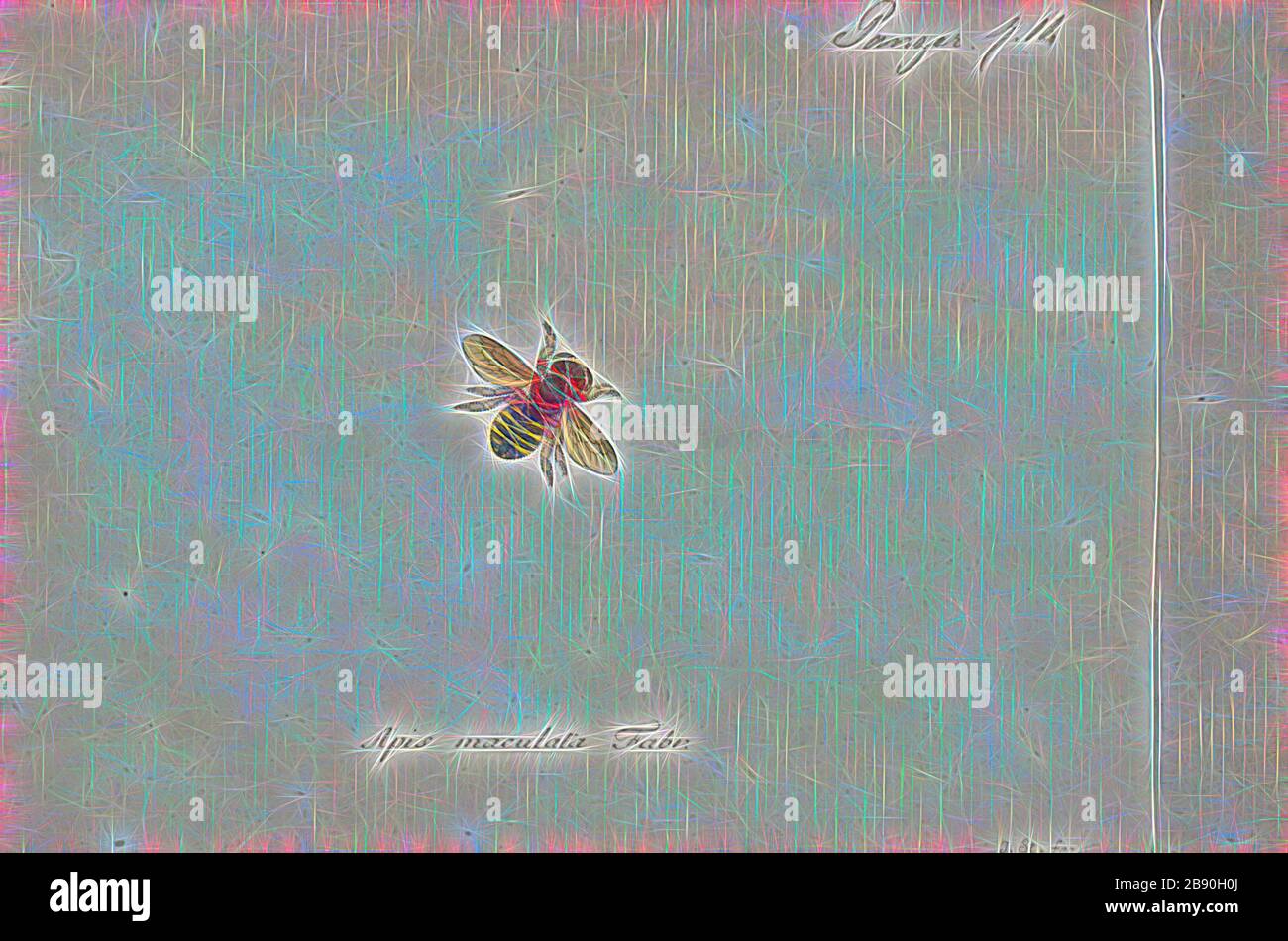 Anthidium, Print, Anthidium is a genus of bees often called carder or ...