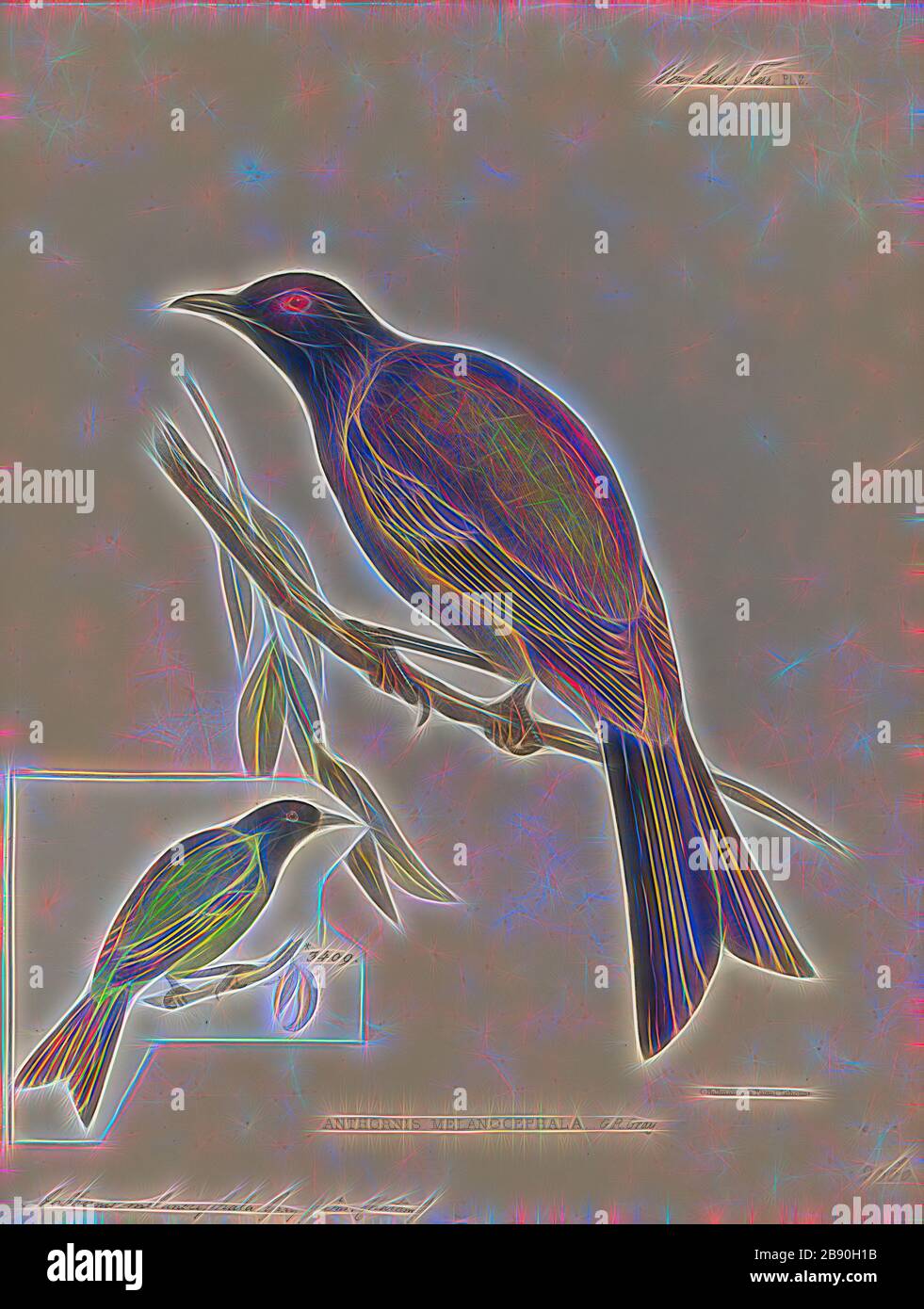 Anthornis melanocephala hi-res stock photography and images - Alamy