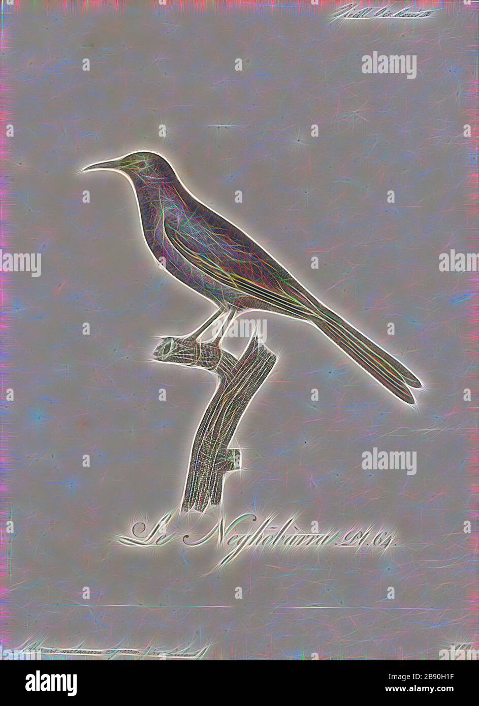 Confused bird species hi-res stock photography and images - Alamy