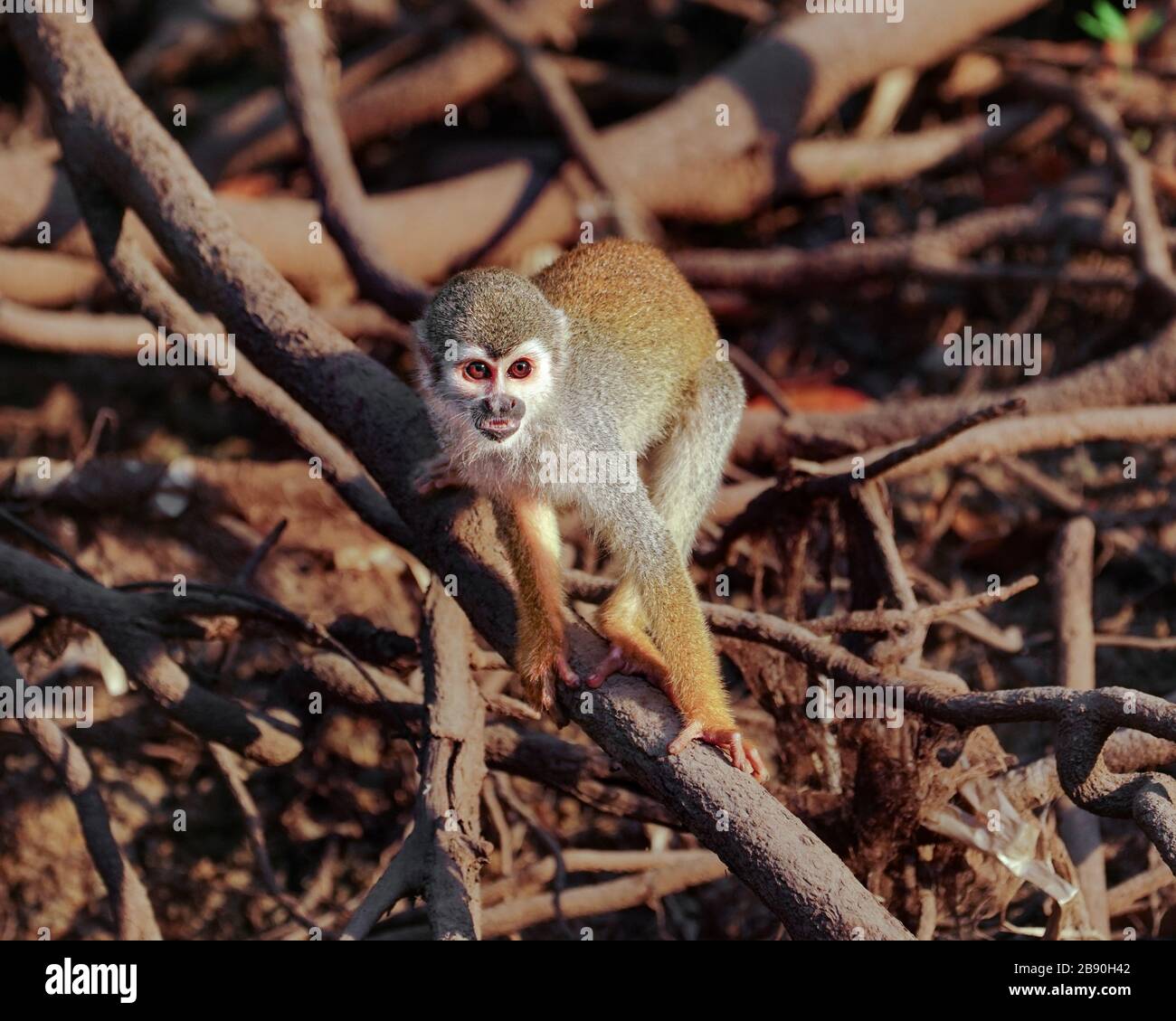 Common squirrel monkey (Saimiri sciureus Stock Photo - Alamy