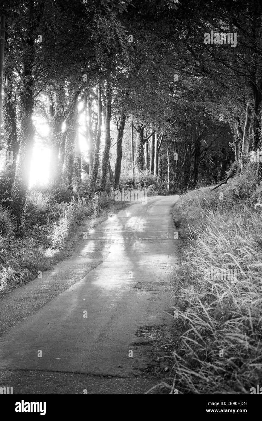 Sun beaming through trees causing shadow and light on a road in South ...