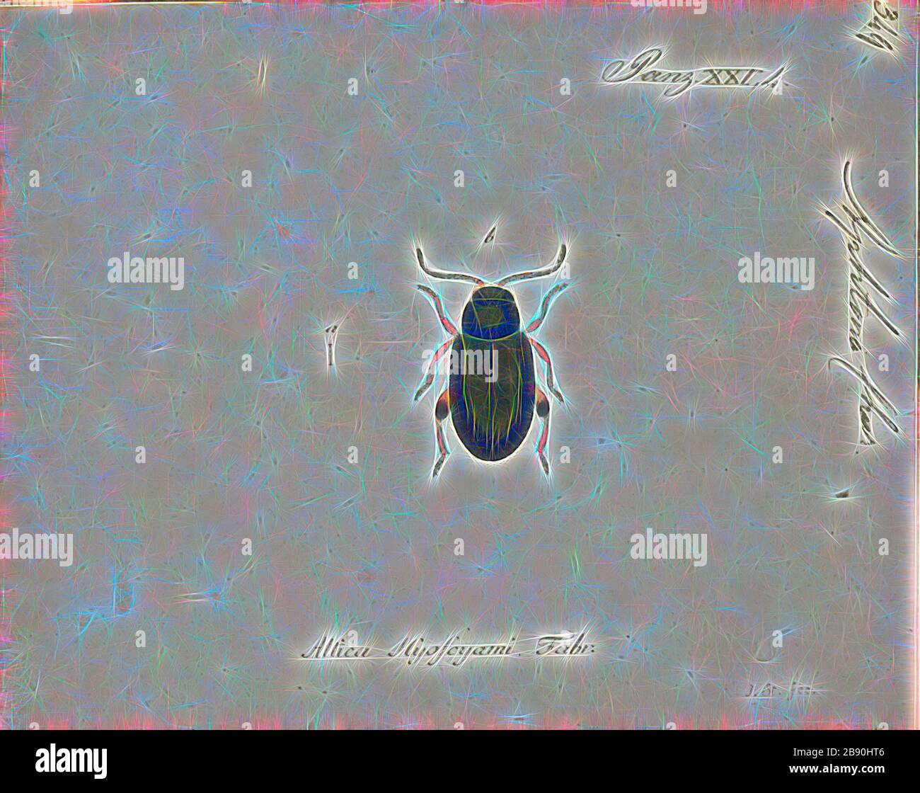 Flea beetles hi-res stock photography and images - Alamy