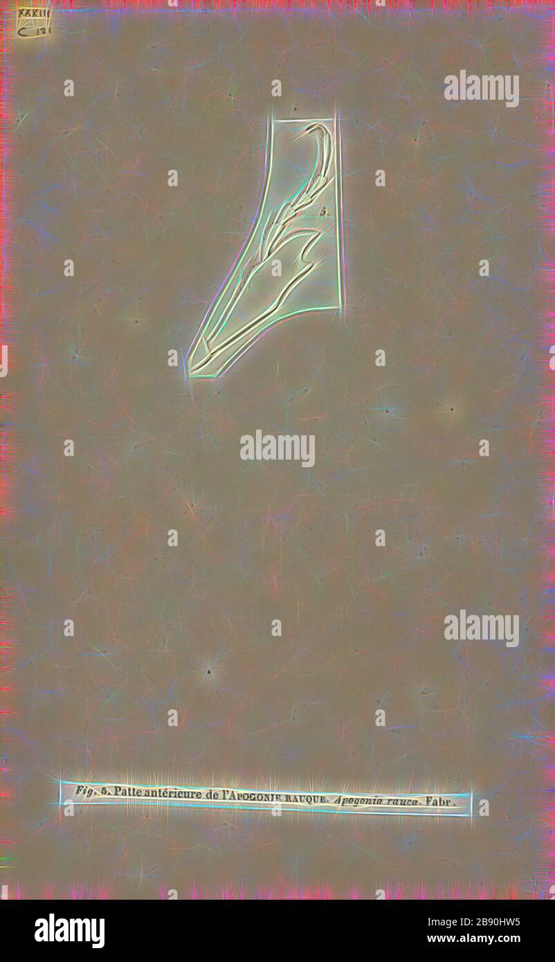 Apogonia, Print, Apogonia is a genus of scarab beetles. Some are pests ...