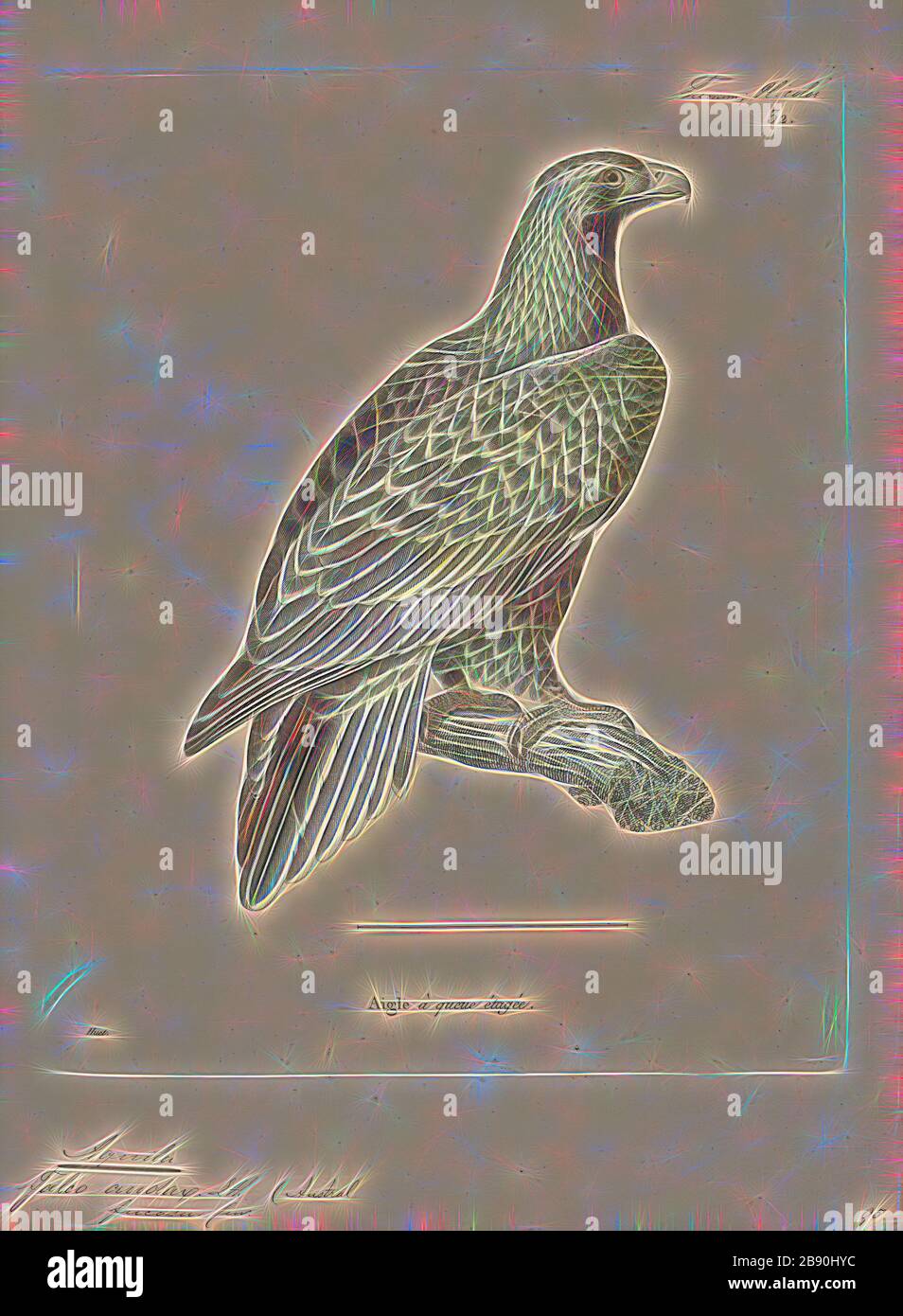 Bunjil the wedge tailed eagle hi-res stock photography and images - Alamy