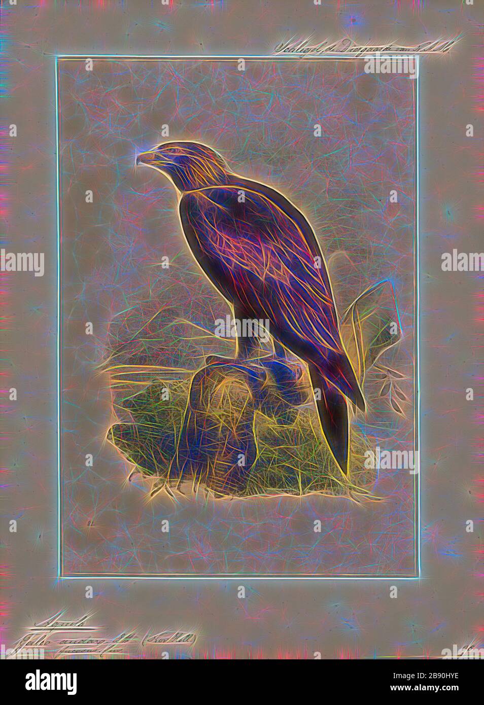 Bunjil the wedge tailed eagle hi-res stock photography and images - Alamy