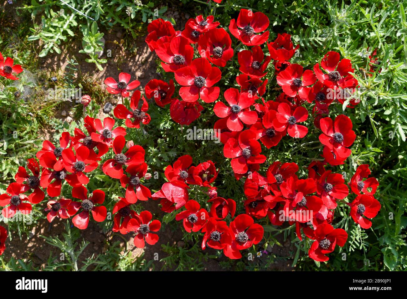 Middle eastern flower hi-res stock photography and images - Alamy
