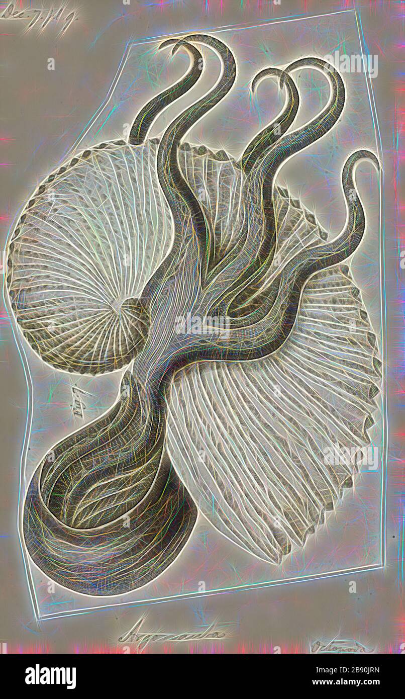 Paper nautilus young hi-res stock photography and images - Alamy