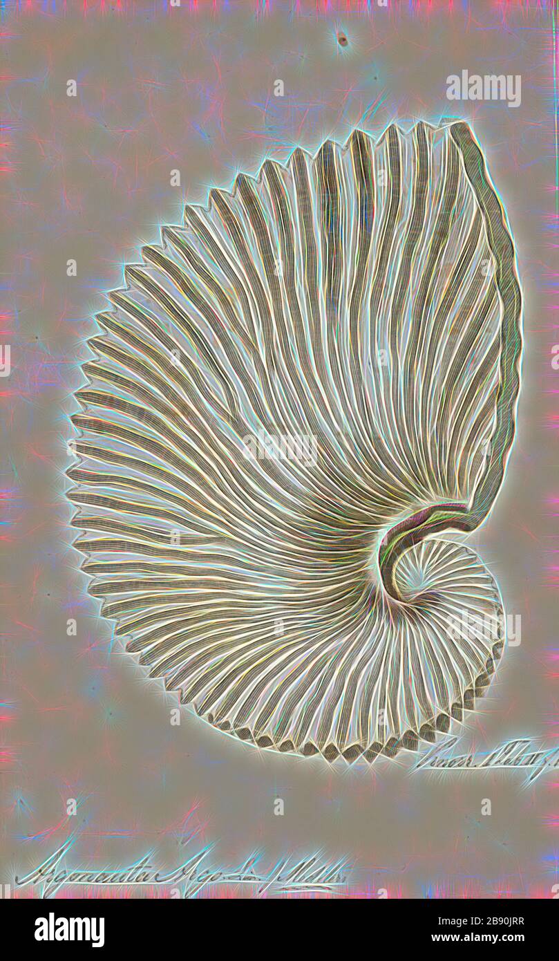 Argonauta argo, Print, Argonauta argo, also known as the greater ...