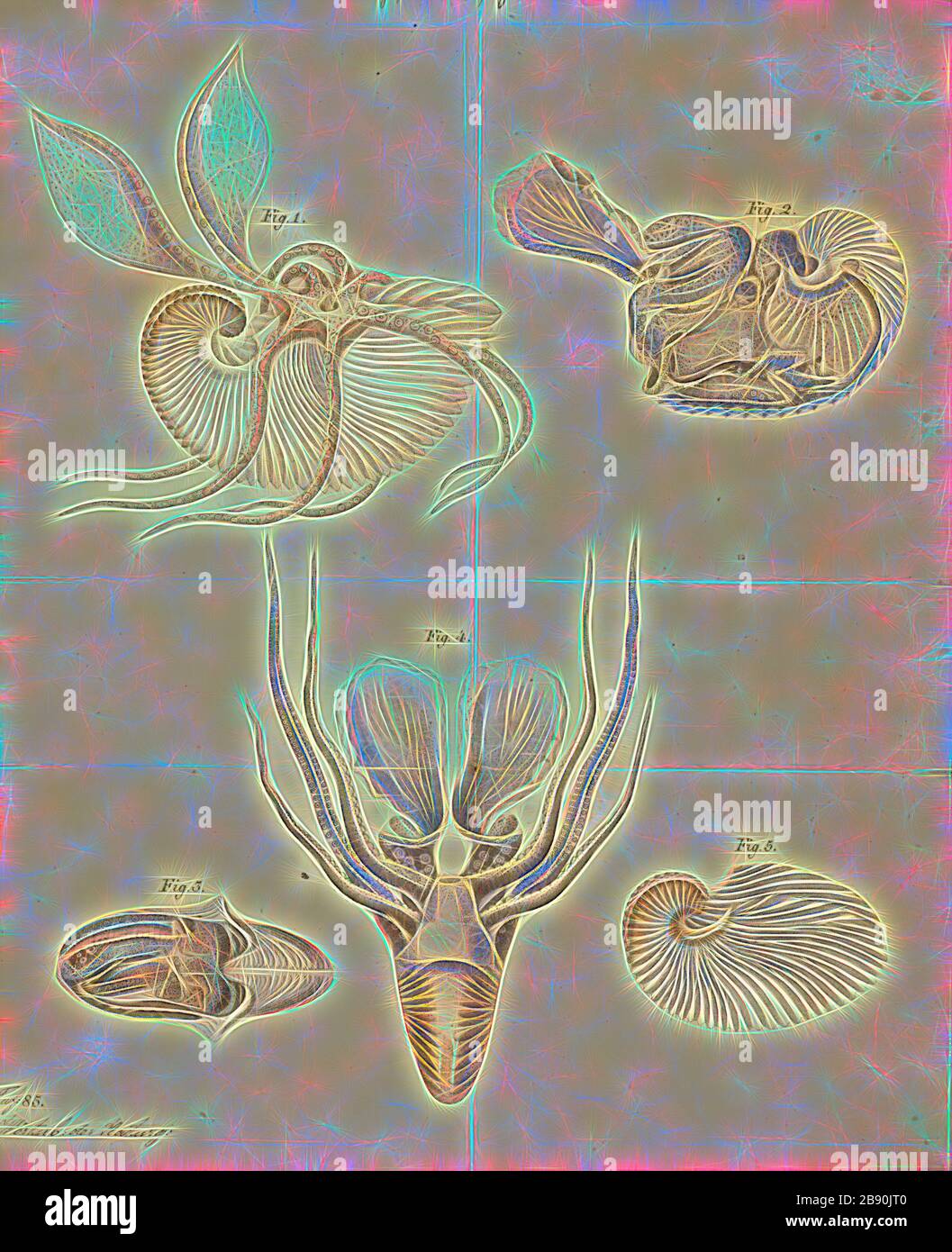 Argonauta argo, Print, Argonauta argo, also known as the greater ...