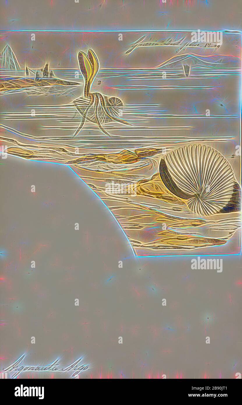 Argonauta argo, Print, Argonauta argo, also known as the greater ...