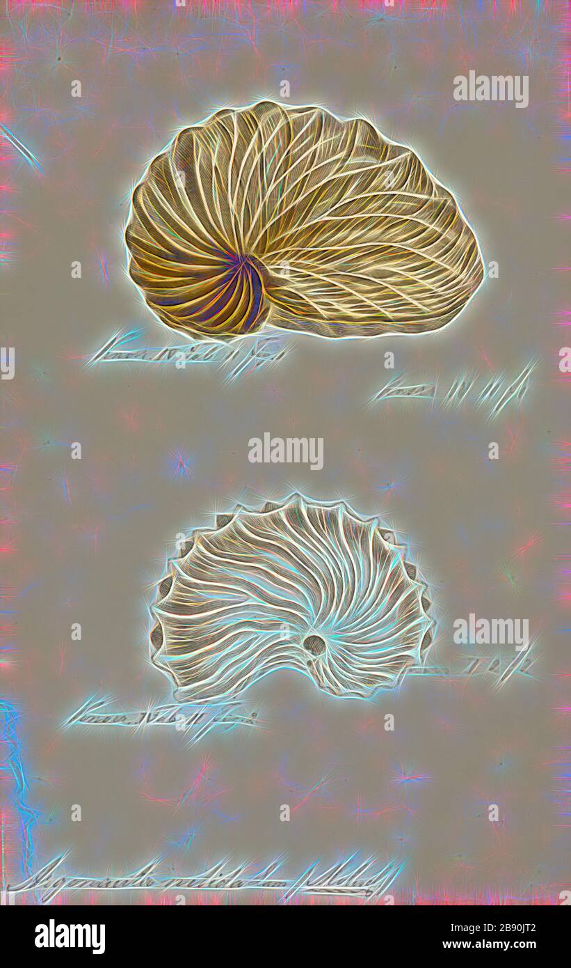 Female argonaut octopus hi-res stock photography and images - Alamy