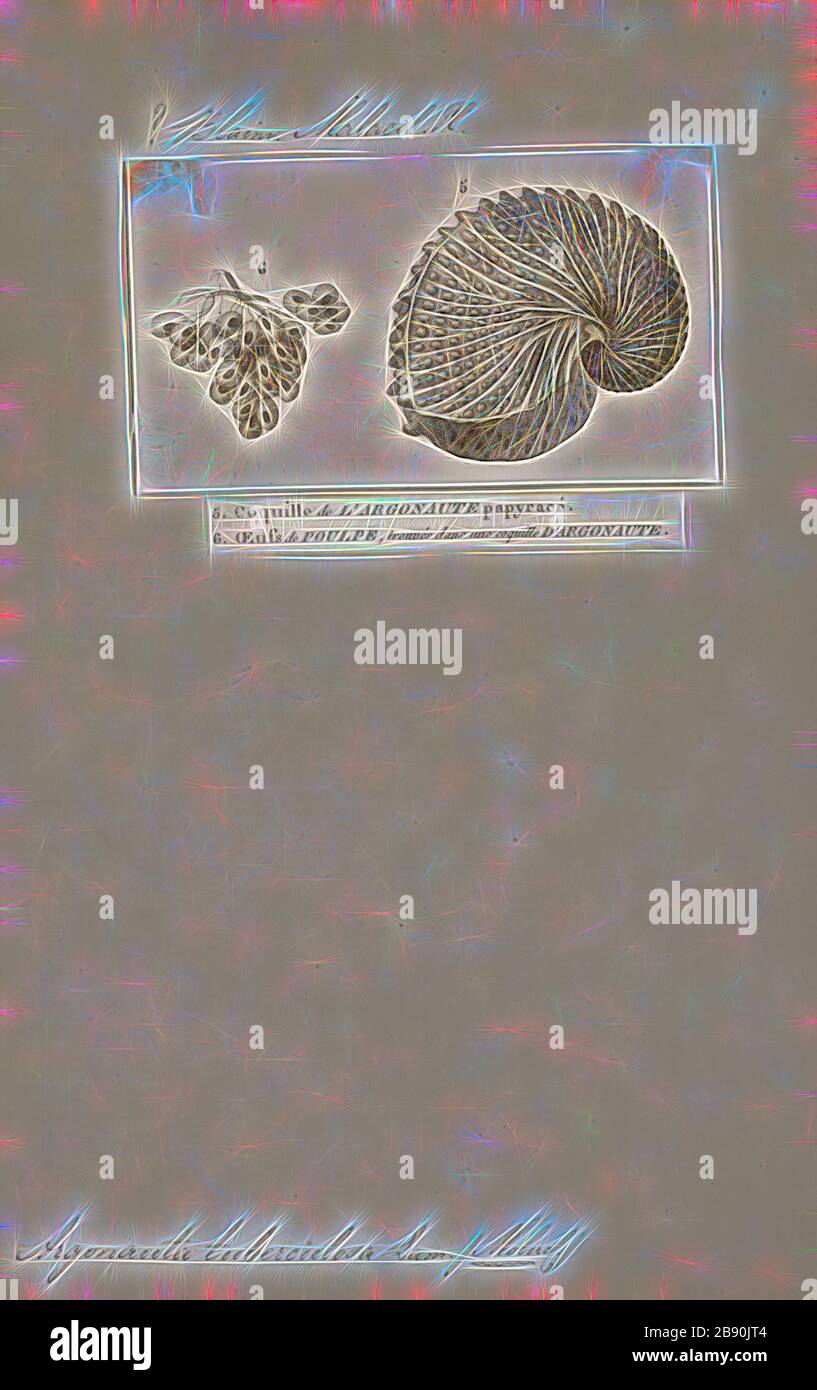 Female argonaut octopus hi-res stock photography and images - Alamy