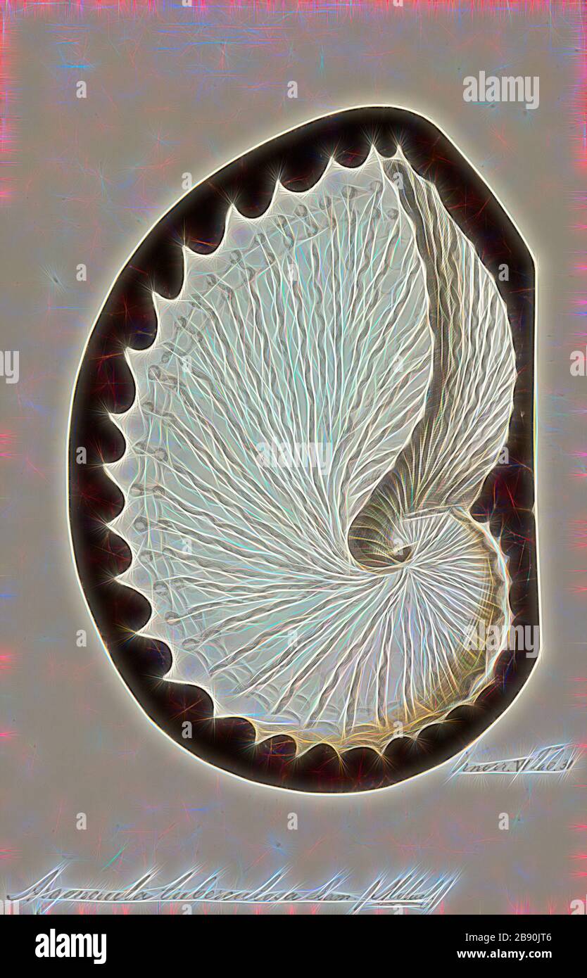 Argonauta tuberculosa hi-res stock photography and images - Alamy