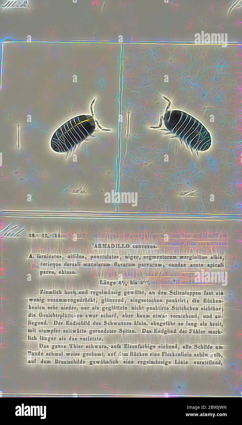 Armadillo convexus, Print, Armadillidium vulgare, the (common) pill-bug ...