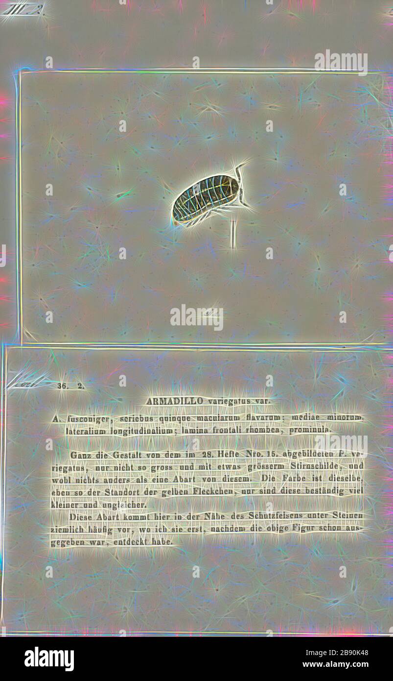 Armadillo variegatus, Print, Armadillidium vulgare, the (common) pill ...